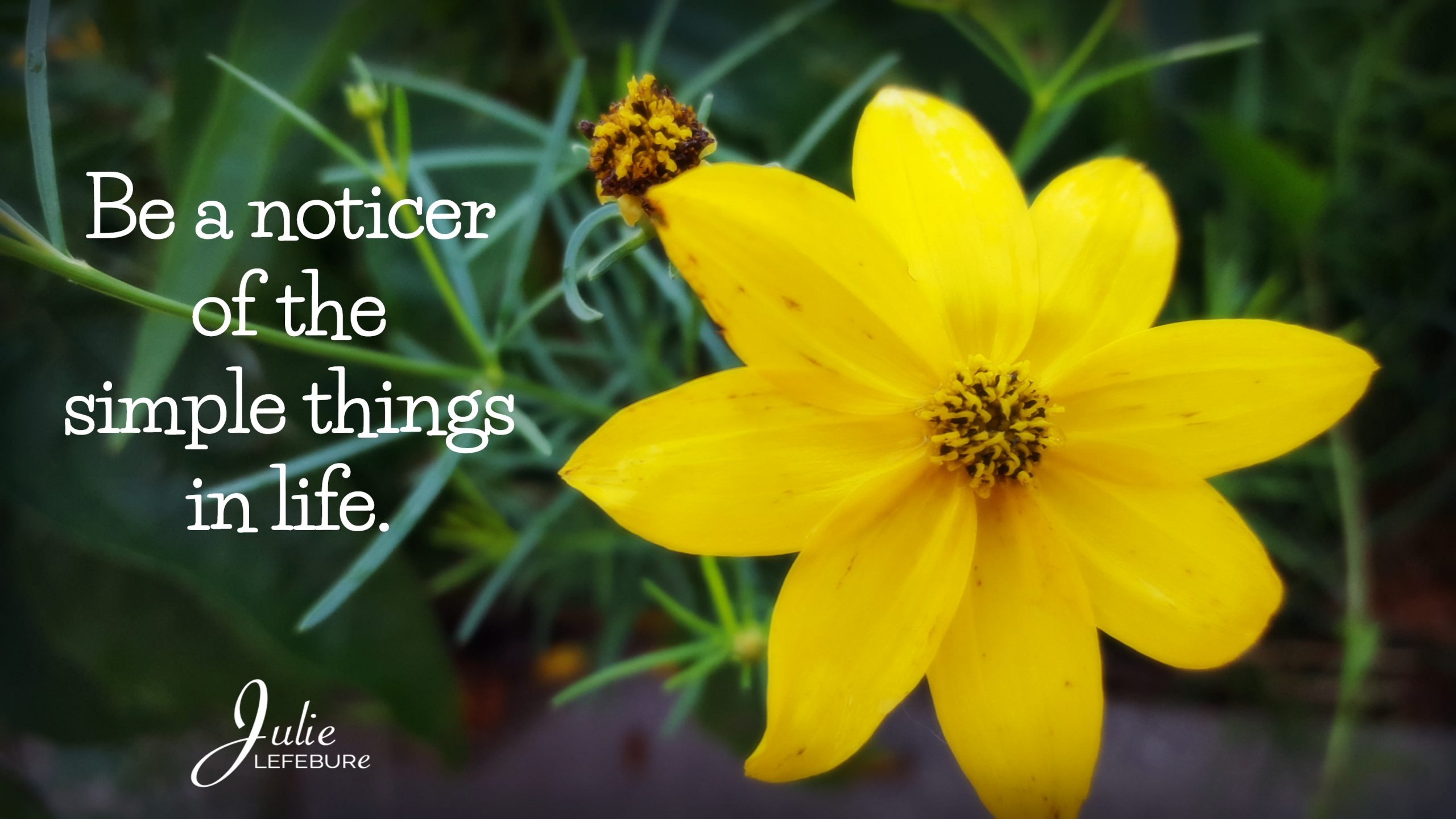 Be A Noticer Of The Simple Things In Life - Julie Lefebure